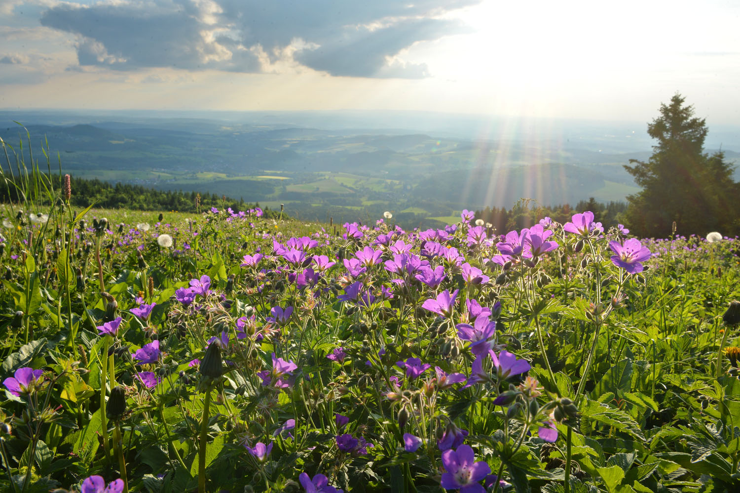Bergwiesen – Rhönfotografen